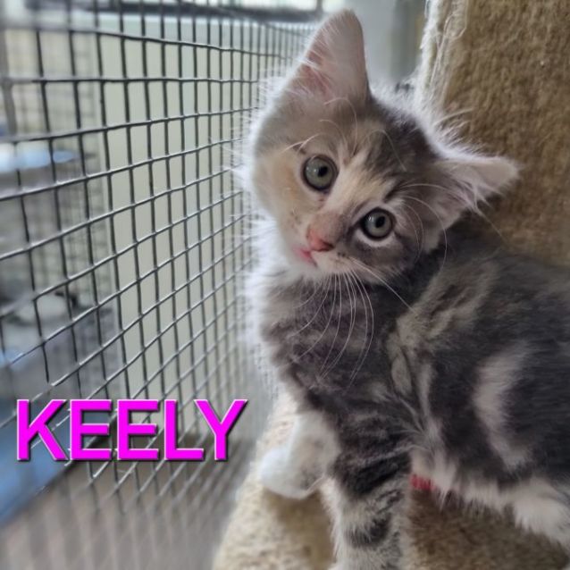 Keely - Female Domestic Medium Hair Cat in NSW - PetRescue