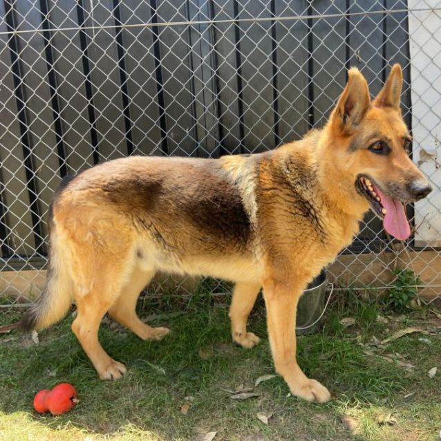 Riley - Large Male German Shepherd Dog in NSW - PetRescue