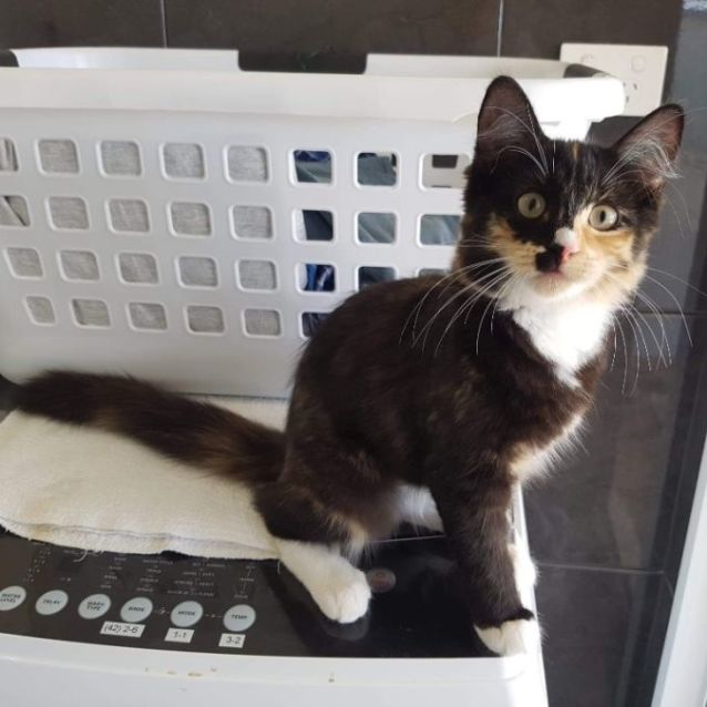Claire - Female Persian Mix Cat in QLD - PetRescue