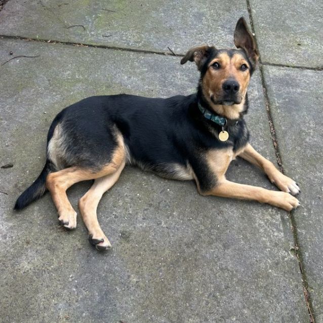 Strawbs - Medium Female Kelpie x German Shepherd Mix Dog in VIC - PetRescue