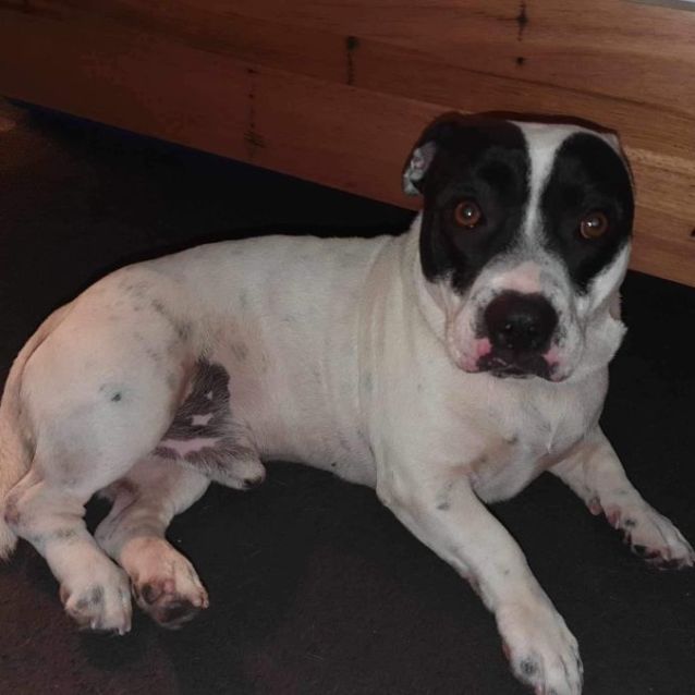 Hoodini - Small Male Jack Russell Terrier x Staffy Mix Dog in VIC ...