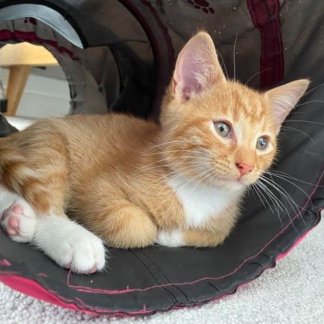 Goobers - Meet me @ Petbarn Richmond! - Male Domestic Short Hair Cat in ...