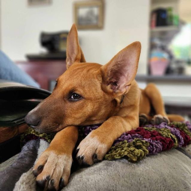 Hinkley - Medium Male Corgi x Kelpie x Cattle Dog Mix Dog in NSW ...