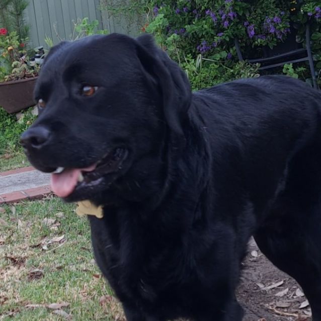 Tempest - Medium Female Labrador Mix Dog in VIC - PetRescue