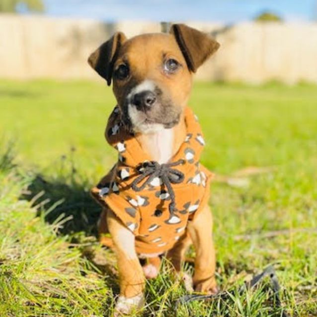 Cork - Medium Female Staffy x Ridgeback Mix Dog in VIC - PetRescue