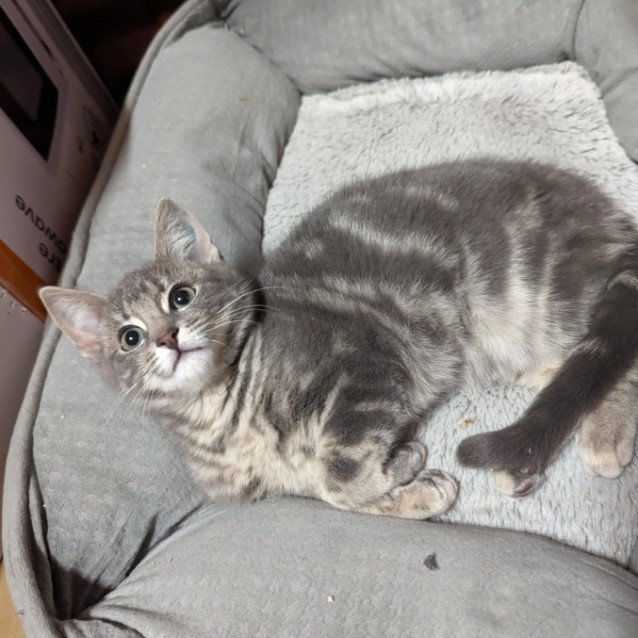 Tadpole - Male Domestic Short Hair Cat in VIC - PetRescue