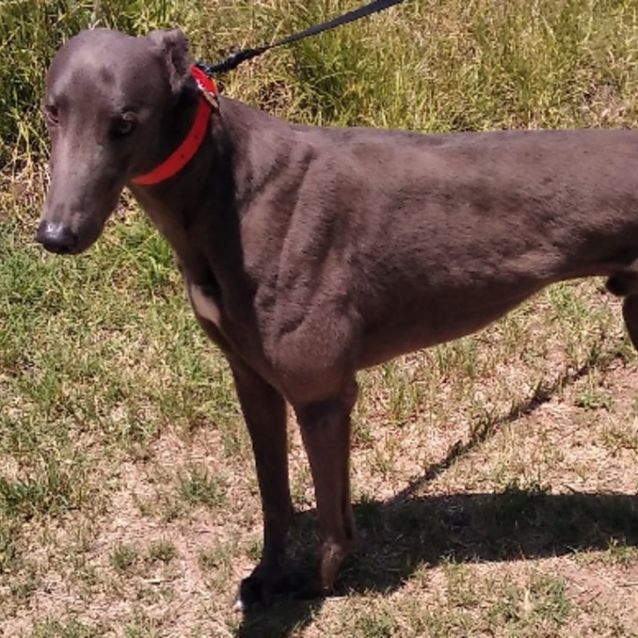 Bluey - Large Male Greyhound Dog in QLD - PetRescue