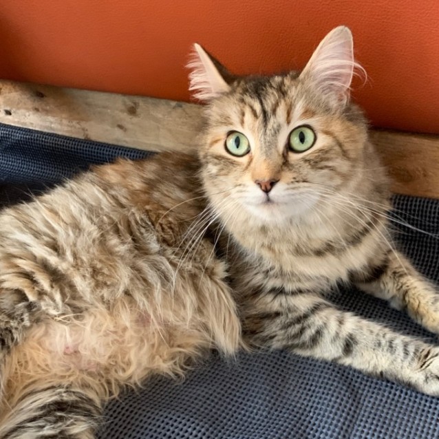 Myla 💕💕😽 - Female Domestic Long Hair (DLH) Cat in NSW - PetRescue