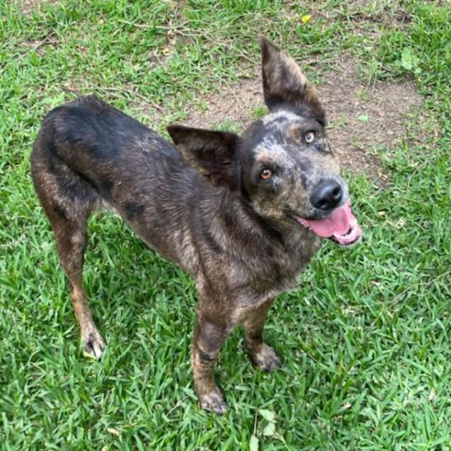 Maggie - Medium Female Koolie Mix Dog in NSW - PetRescue