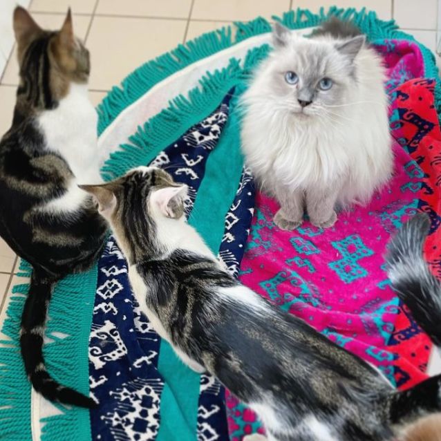 Snowflake - Female Ragdoll Cat in NSW - PetRescue