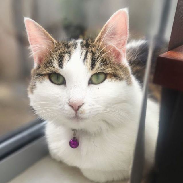 Chrissy - Female Domestic Short Hair Cat in NSW - PetRescue