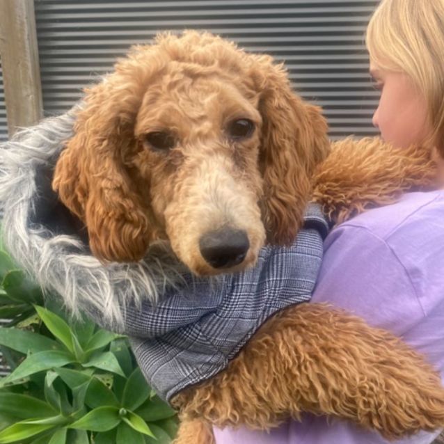 Molly - Medium Female Poodle Dog in VIC - PetRescue