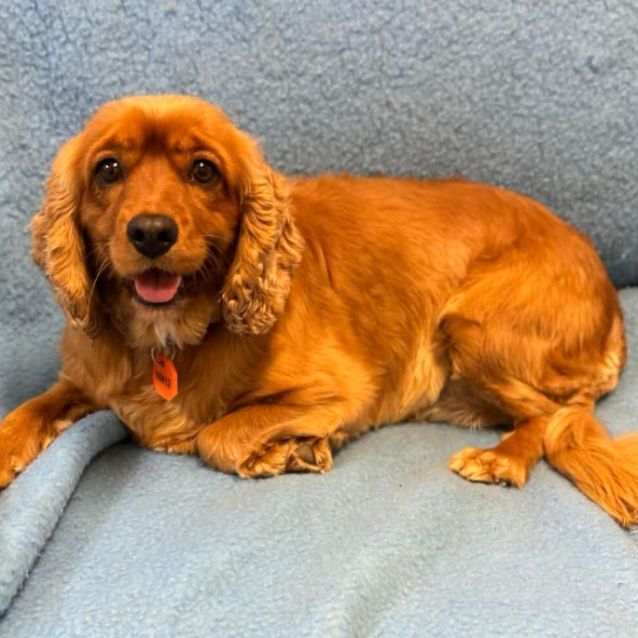 Bella - Small Female Cavalier King Charles Spaniel x Cocker Spaniel Dog ...