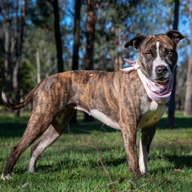 Mia - Medium Female Staffy Mix Dog in QLD - PetRescue