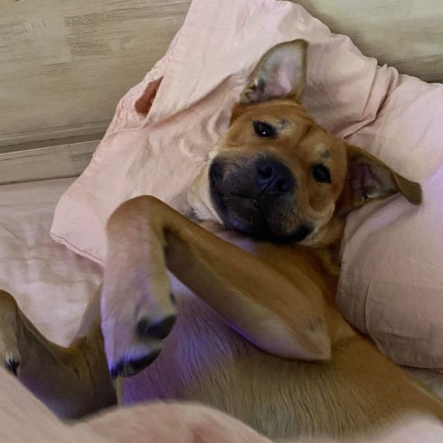 Bubbolina - Medium Female Staffy x Labrador Mix Dog in VIC - PetRescue