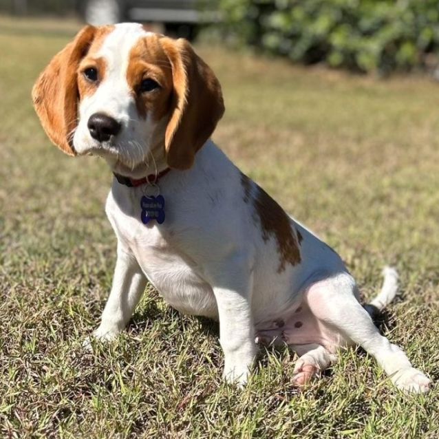 Obi - Medium Male Beagle x Cavalier King Charles Spaniel Mix Dog in QLD ...