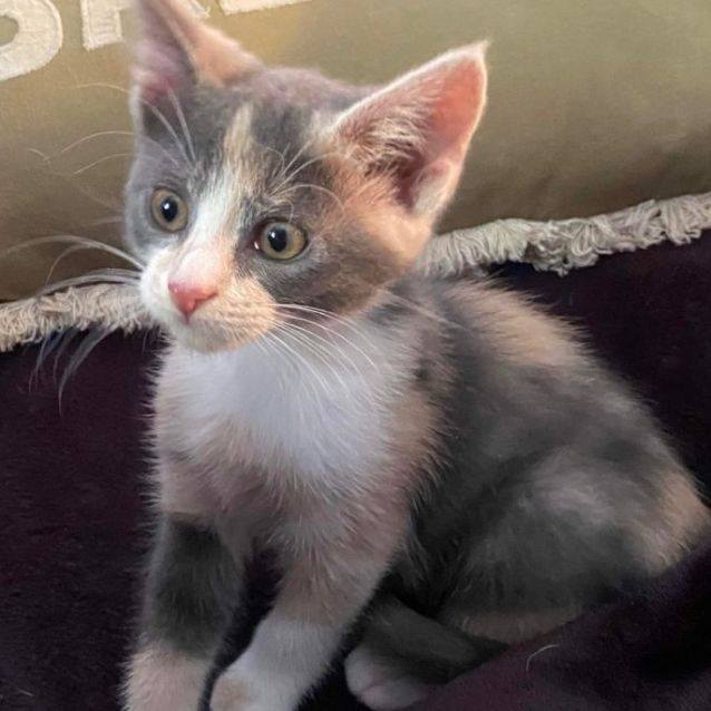 Mica - Female Domestic Short Hair Cat in NSW - PetRescue