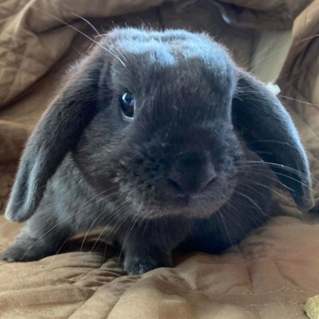 Theo (Located in Frankston) - Male Lop Eared Rabbit in VIC - PetRescue