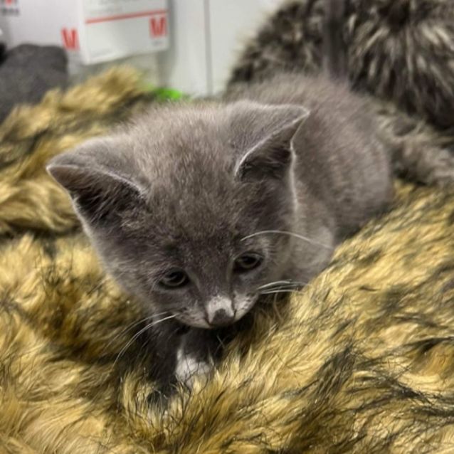 Leslie - Male Domestic Short Hair x Manx Mix Cat in QLD - PetRescue