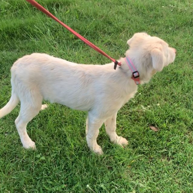 Lily - Large Female Labrador x Maremma Sheepdog Mix Dog in NSW - PetRescue