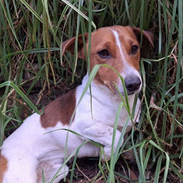 Milo - Small Male Jack Russell Terrier Dog in NSW - PetRescue