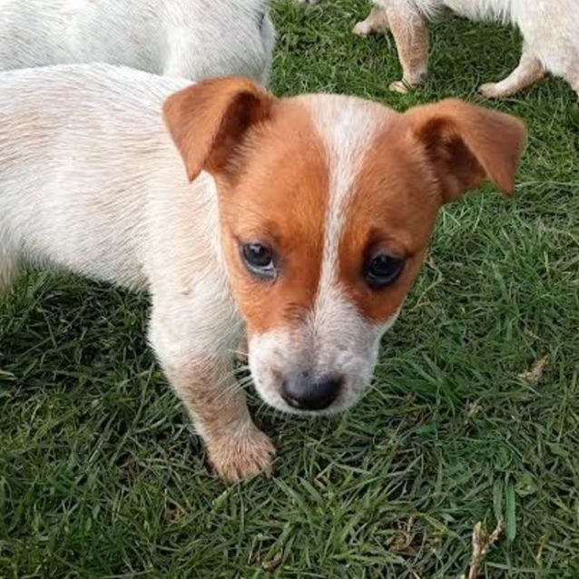 Raze - Medium Female Jack Russell Terrier x Cattle Dog Dog in VIC ...
