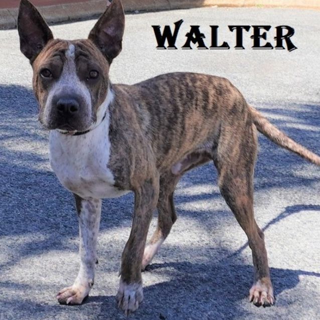 Walter - Small Male Cross breed Dog in WA - PetRescue