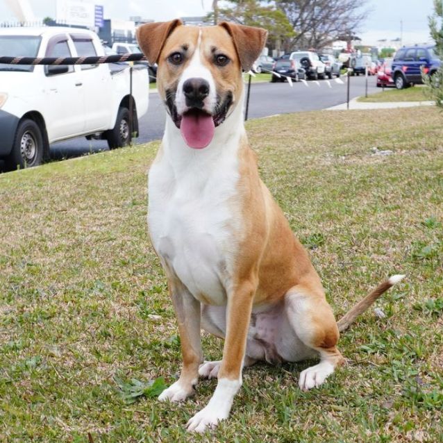 Malvern Star - Medium Male Foxhound Mix Dog in WA - PetRescue