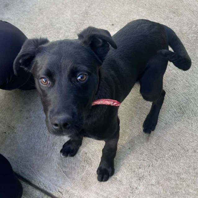 Walter - Medium Male Labrador Retriever Mix Dog in VIC - PetRescue