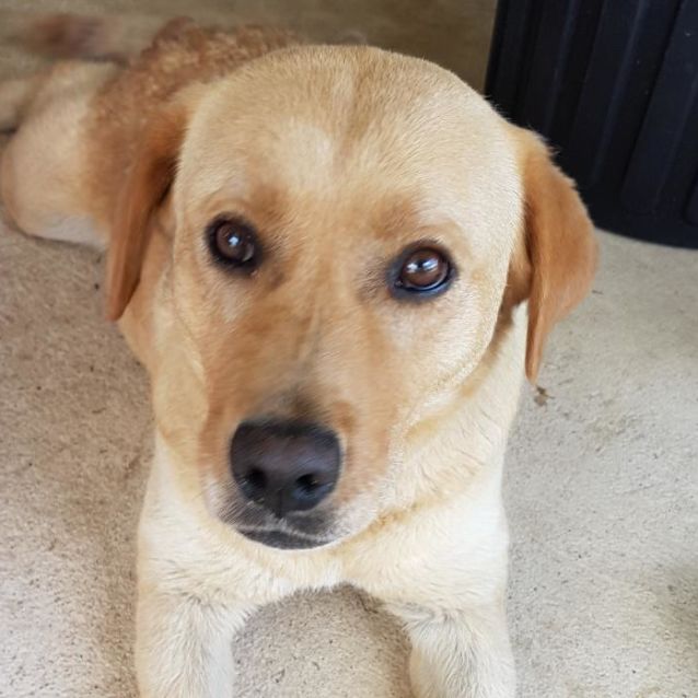 Tilly - Medium Female Labrador Mix Dog in QLD - PetRescue