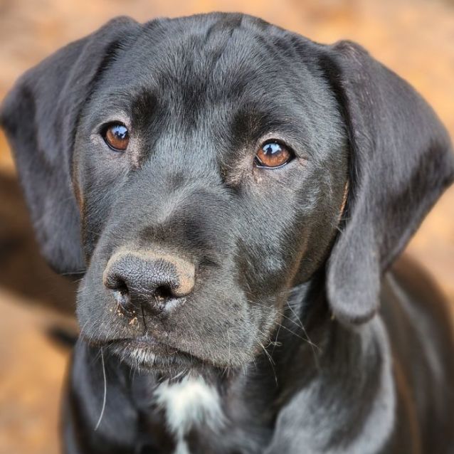 Hippo - Medium Male Cocker Spaniel x Staffy Mix Dog in VIC - PetRescue