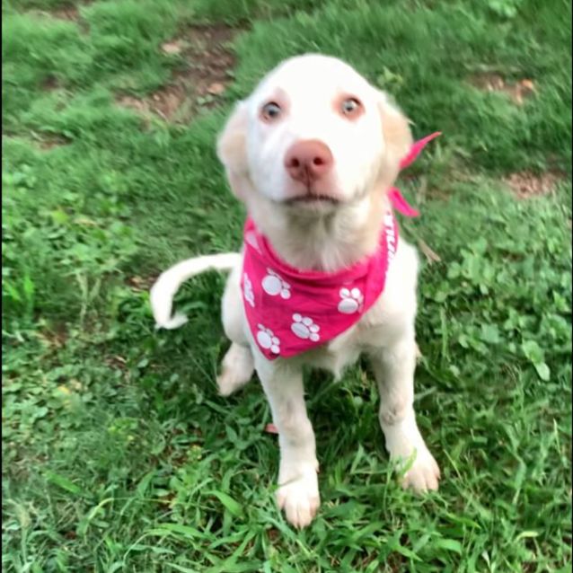Lily - Large Female Labrador x Maremma Sheepdog Mix Dog in NSW - PetRescue