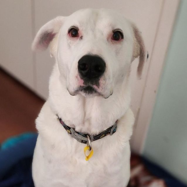 Dexter - Large Male Border Collie Mix Dog in VIC - PetRescue