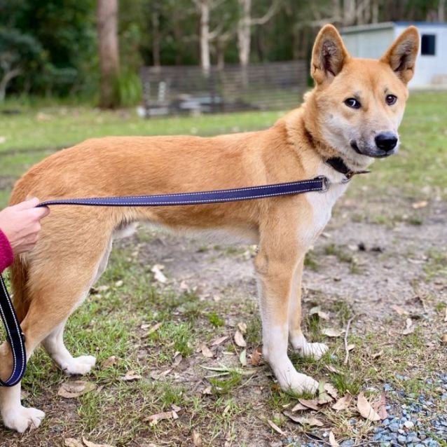 Cruiser - Medium Male Dingo Dog in NSW - PetRescue