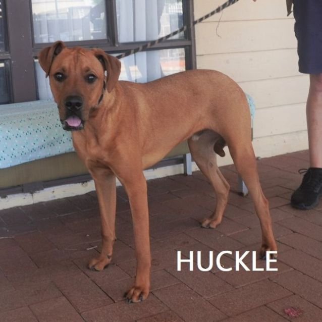 Huckle - Medium Male Ridgeback Mix Dog in WA - PetRescue