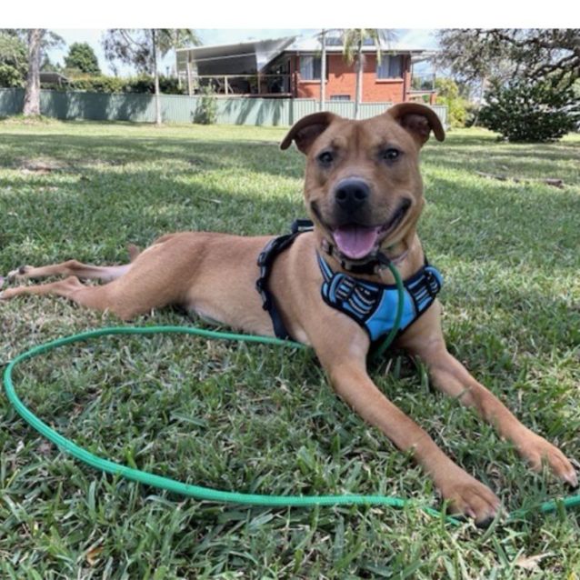 Nala - Medium Female Staffy Dog in NSW - PetRescue