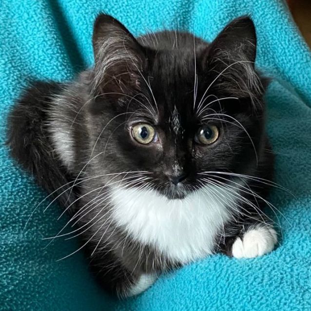 Maisie - Female Ragdoll Mix Cat in VIC - PetRescue