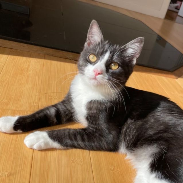 🧡 Thea 🧡 - Female Domestic Short Hair Cat in NSW - PetRescue