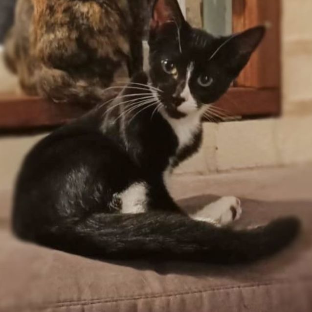 Morpheus - Male Domestic Short Hair Cat in NSW - PetRescue