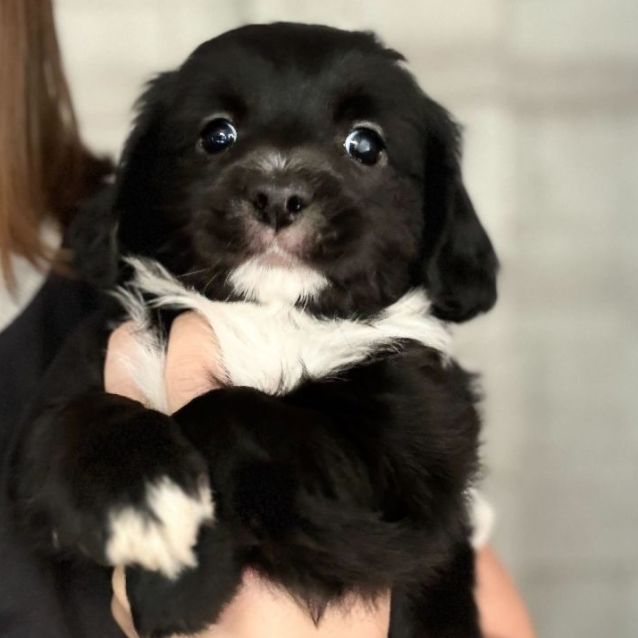 Finn - Small Male Chihuahua x English Springer Spaniel x Border Collie ...