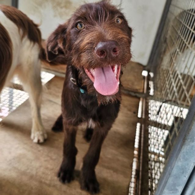 Whiskey - Large Male German Wirehaired Pointer Mix Dog in NSW - PetRescue