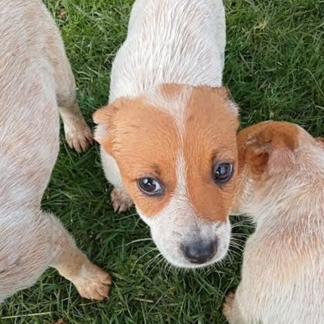 Sage - Medium Female Jack Russell Terrier x Cattle Dog Dog in VIC ...