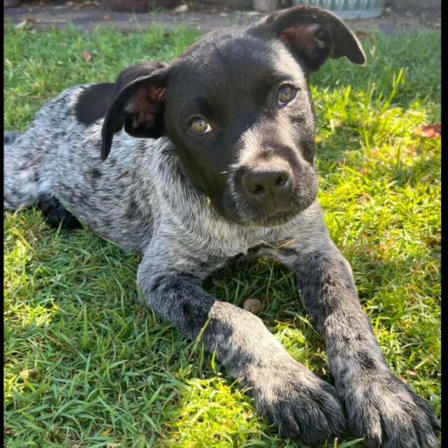 Yarra - Medium Male Smithfield Cattle Dog Dog in NSW - PetRescue