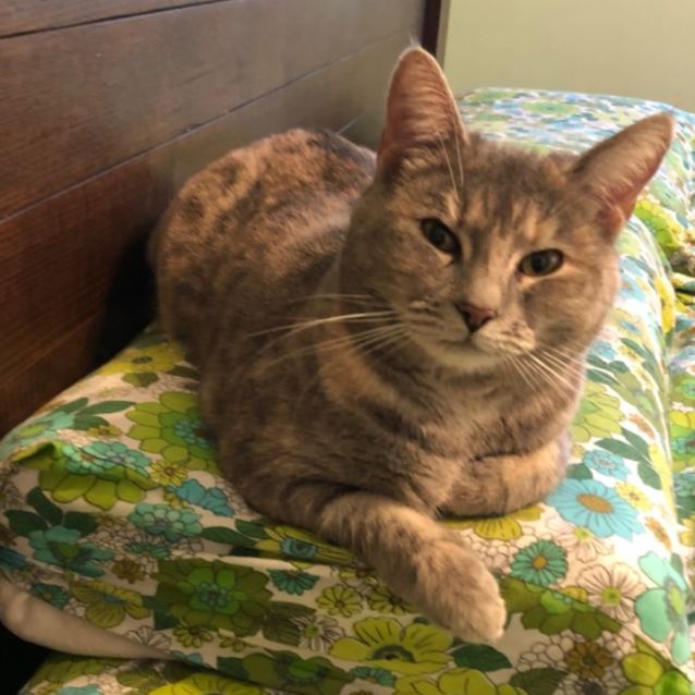 Yasmin - Female Domestic Short Hair Cat in QLD - PetRescue