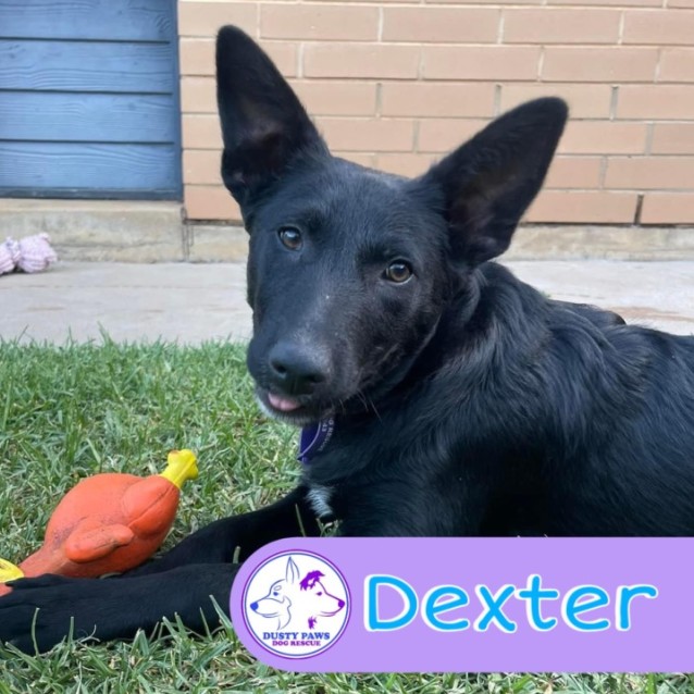 Dexter - Medium Male Australian Koolie Mix Dog in SA - PetRescue