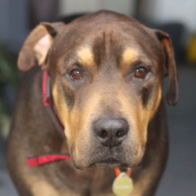 Soldier - Large Male Rottweiler x American Staffordshire Terrier Dog in ...