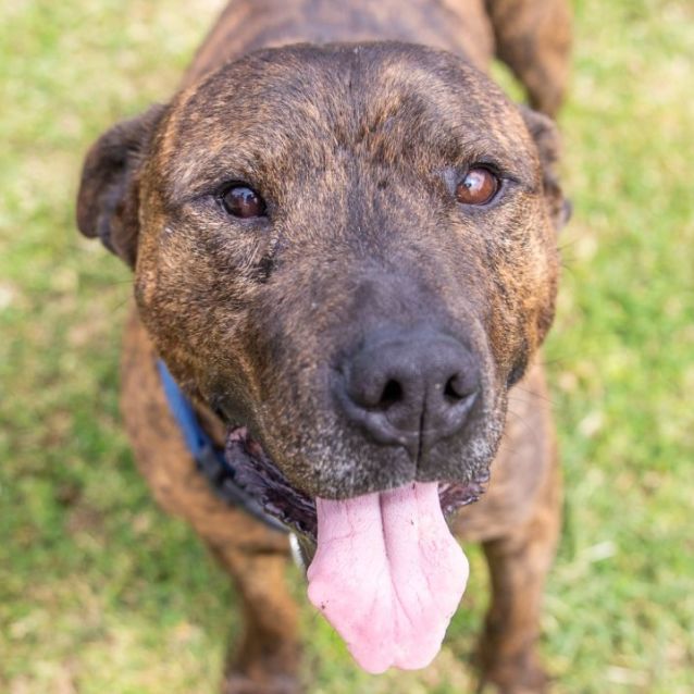 Boofa - Medium Male Mastiff x Shar-Pei Mix Dog in QLD - PetRescue