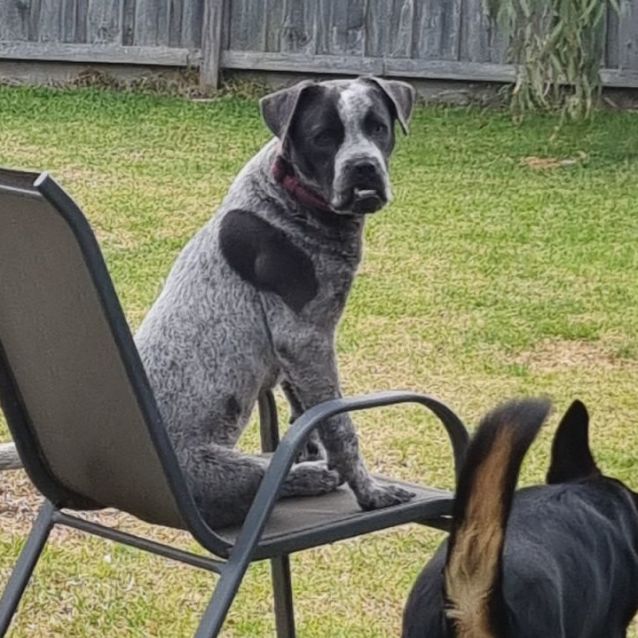 Miley - Medium Female Australian Cattle Dog x American Bulldog Mix Dog ...