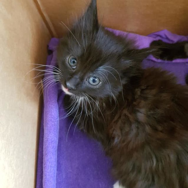 Sparrow ** 2nd Chance Cat Rescue** - Female Domestic Medium Hair Cat in ... Sparrow ** 2nd Chance Cat Rescue** - Female Domestic Medium Hair Cat in ...