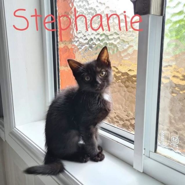 Stephanie **2nd Chance Cat Rescue** - Female Domestic Short Hair Cat in ...